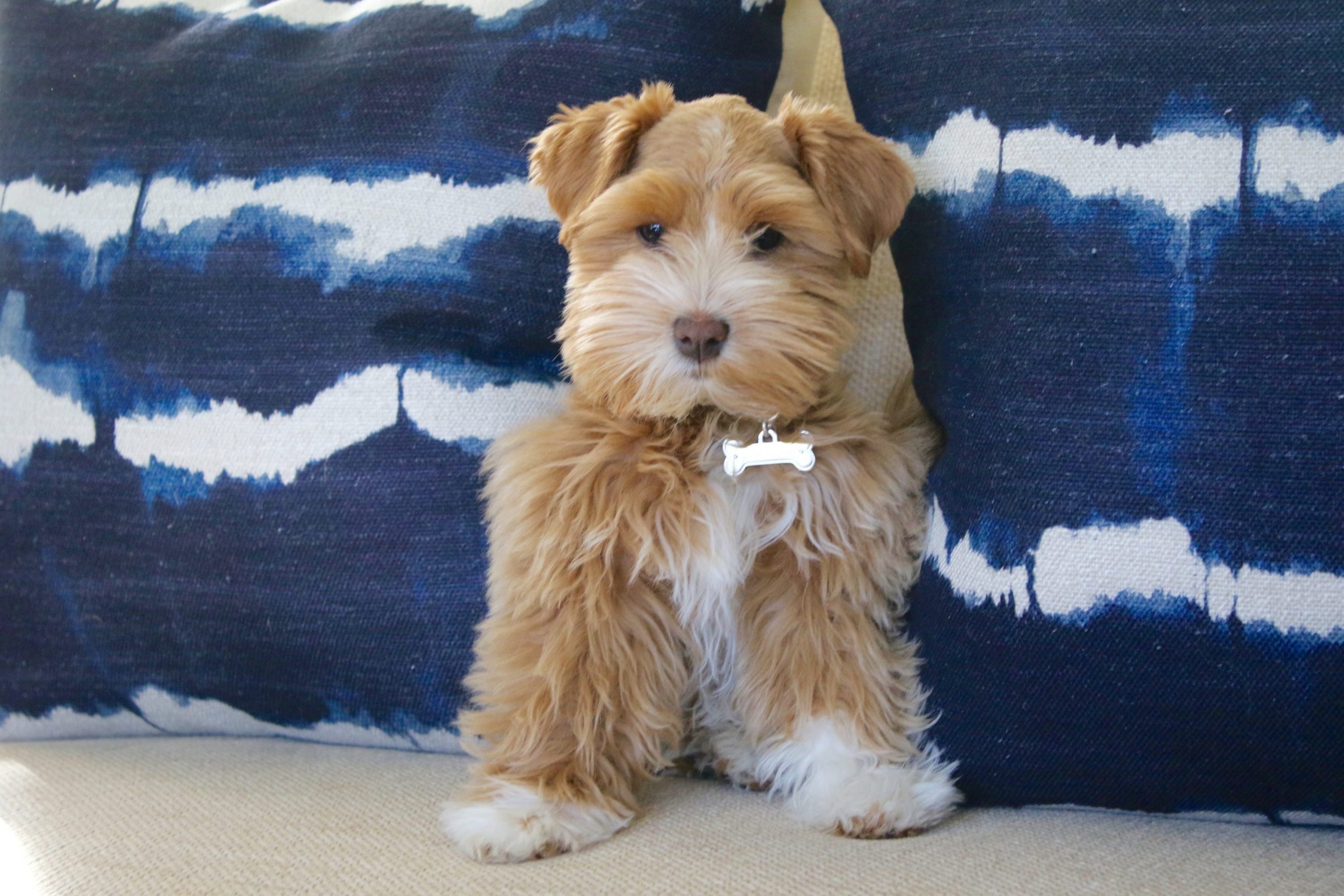 My Sweet Daisy - Mar Jennings: TV Host, Realtor, Designer